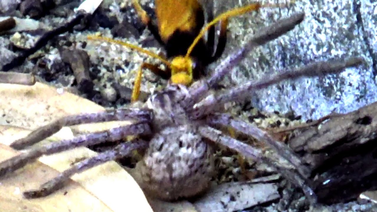 Spider Wasp KILLS Huntsman Spider(shortened clip) - YouTube