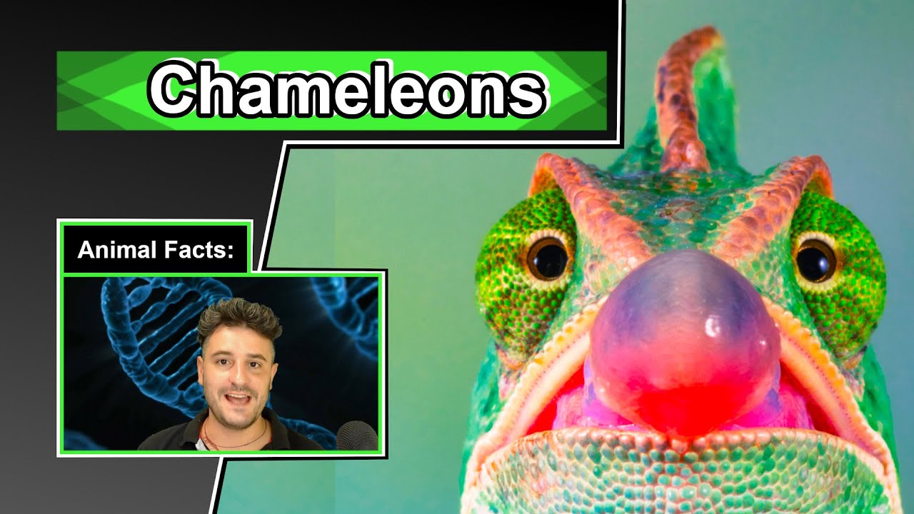 Boom, headshot! | 10 COOL CHAMELEON FACTS - YouTube