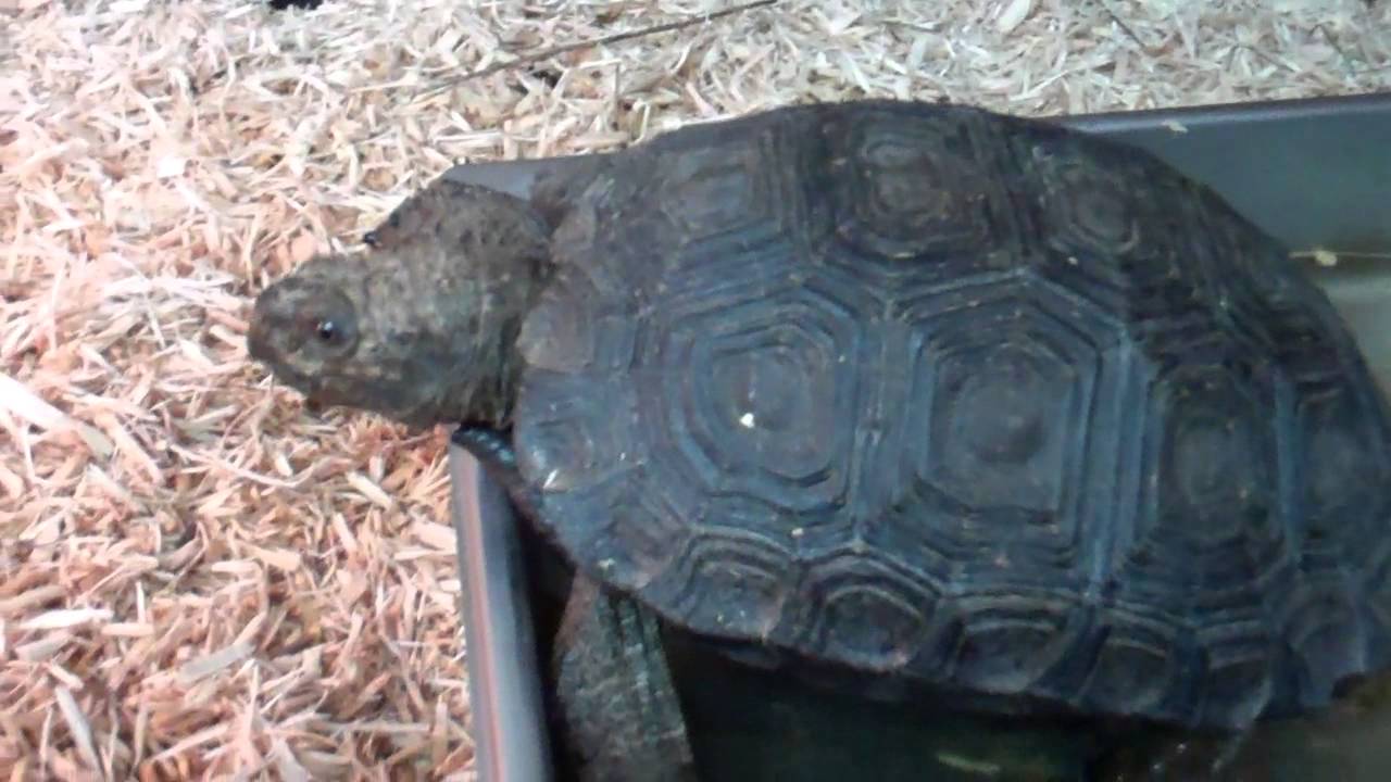 Burmese Black Mountain Tortoise juviniles - YouTube