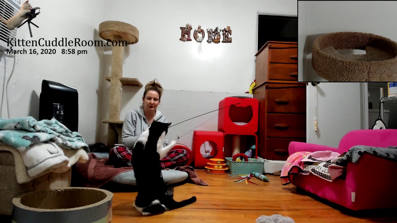 Kitten Cuddle Room Live Stream 3.16.20 - YouTube