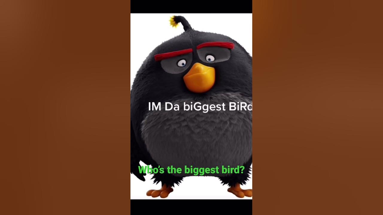 Whos The Biggest Bird Youtube