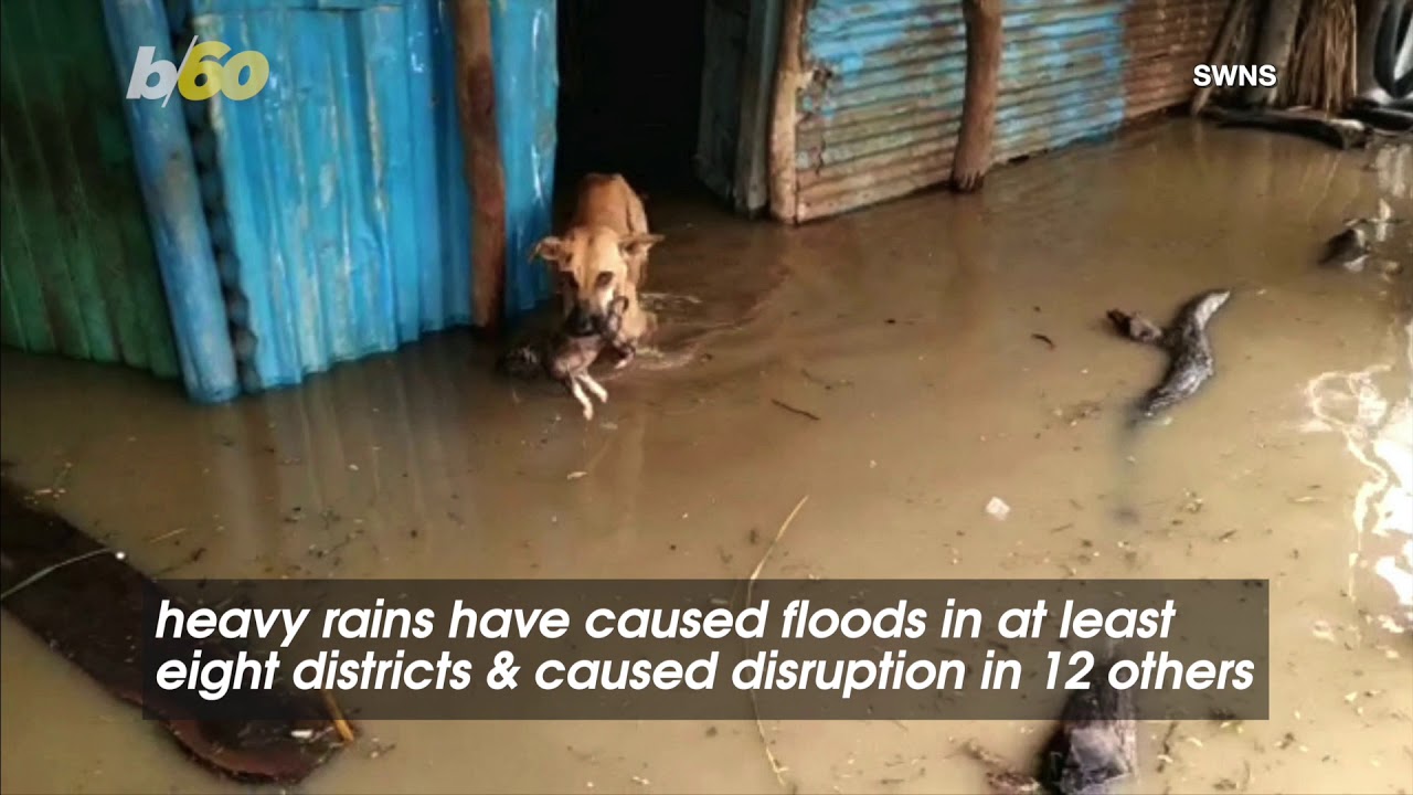 Watch the Touching Moment a Dog Rescued Her Puppy From Flood Water ...