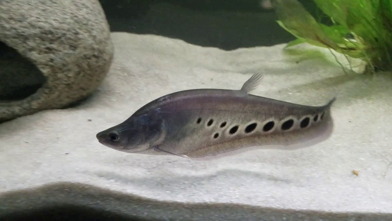 29 gallon monster fish growout tank - YouTube