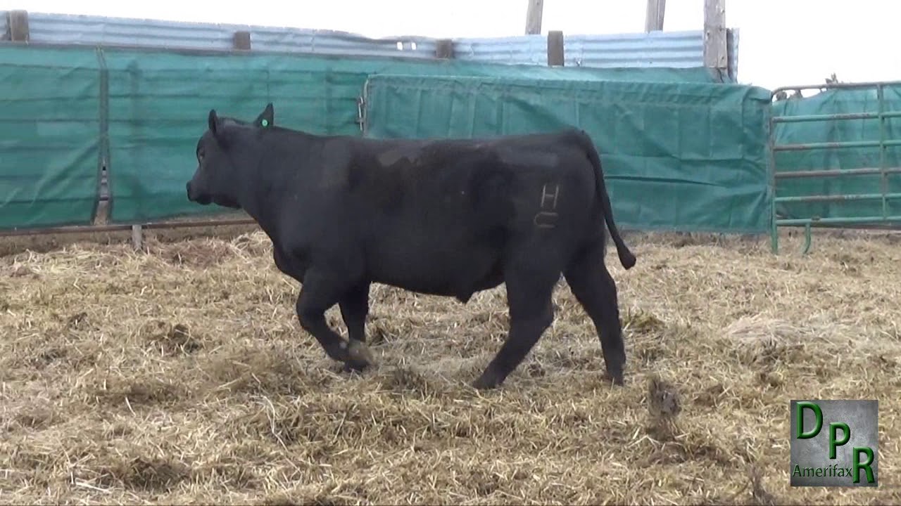 Dusty Prairie Ranch 2018 Bull Sale - Lot 35 - YouTube