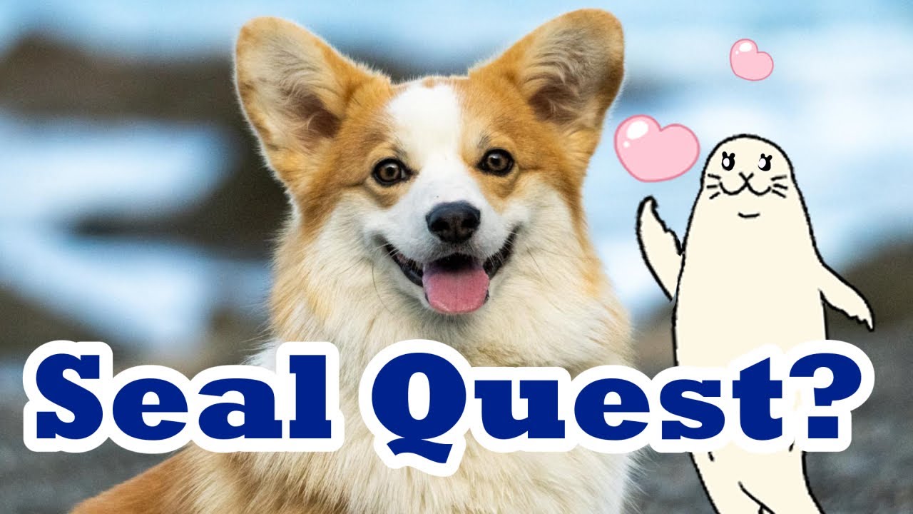 Corgis Embark On EXCITING Wild Coastal Adventure | Wellington Welsh ...