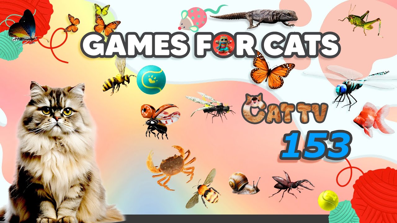 Cat Games | Ultimate Game For Cat Compilation Vol 153 | 6 HOUR 🐭🐝🐞🦋🦎 ...