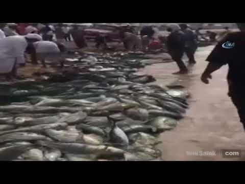 Qasırğa tonlarla balığı sahile getirdi