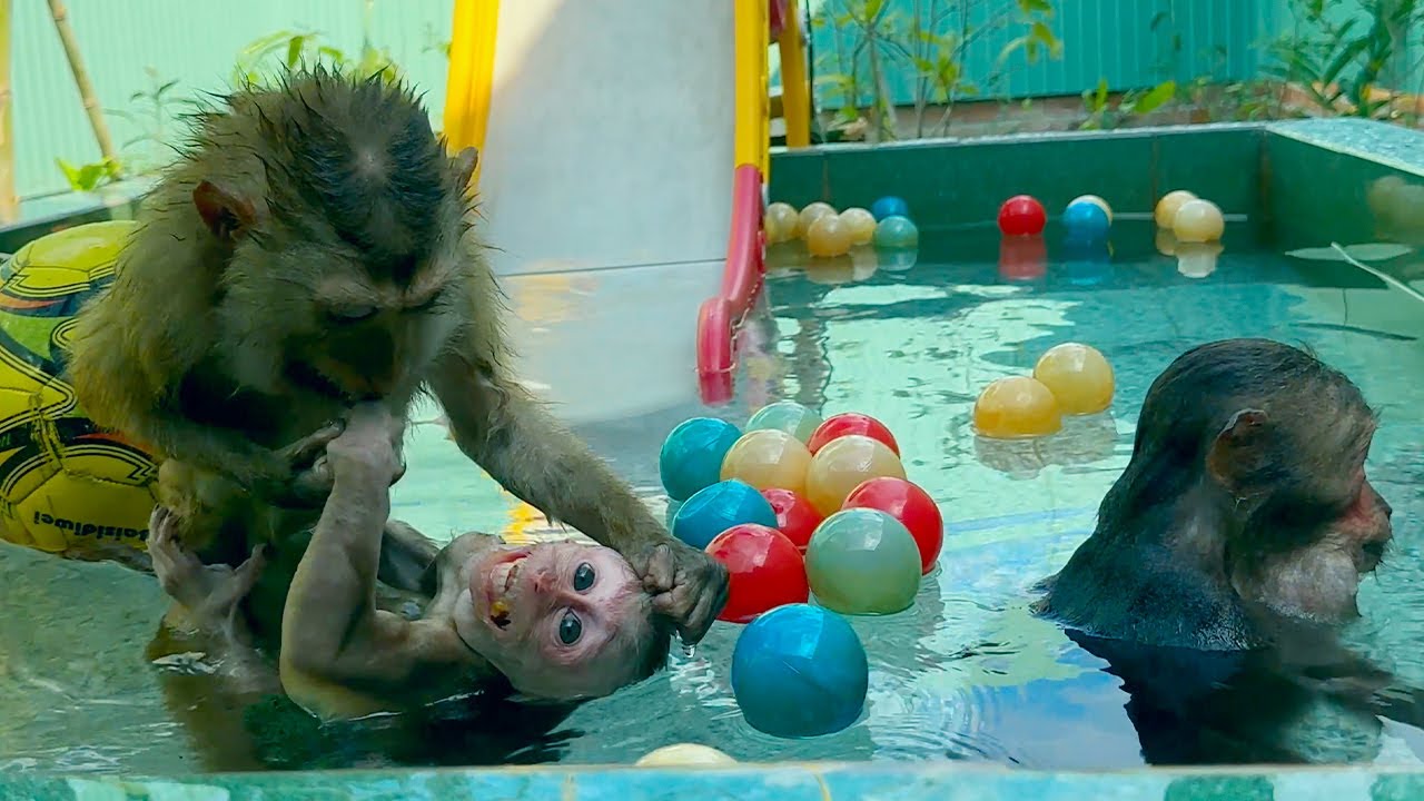 Monkey Sam wants to teach Baby Theo to swim - YouTube