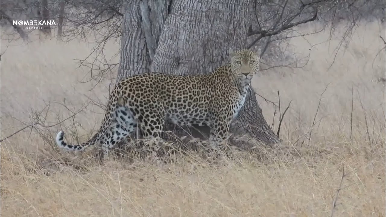 Big leopard sharpens his claws on a leadwood tree in Kruger National ...