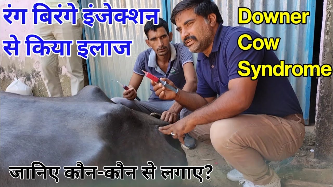 Downer cow syndrome in a buffalo ।। Obturator nerve paralysis ...