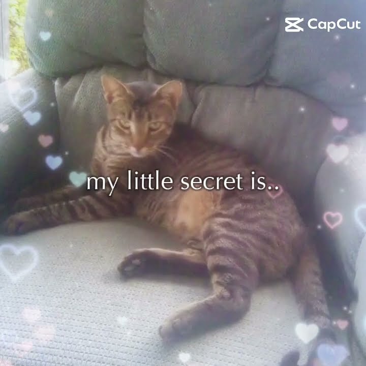Girly secret🤫 #cats #kittens #youtubeshorts #love #secret #cats - YouTube