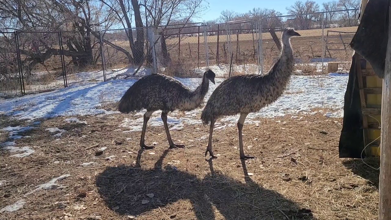 New Male Emu Introduction - YouTube