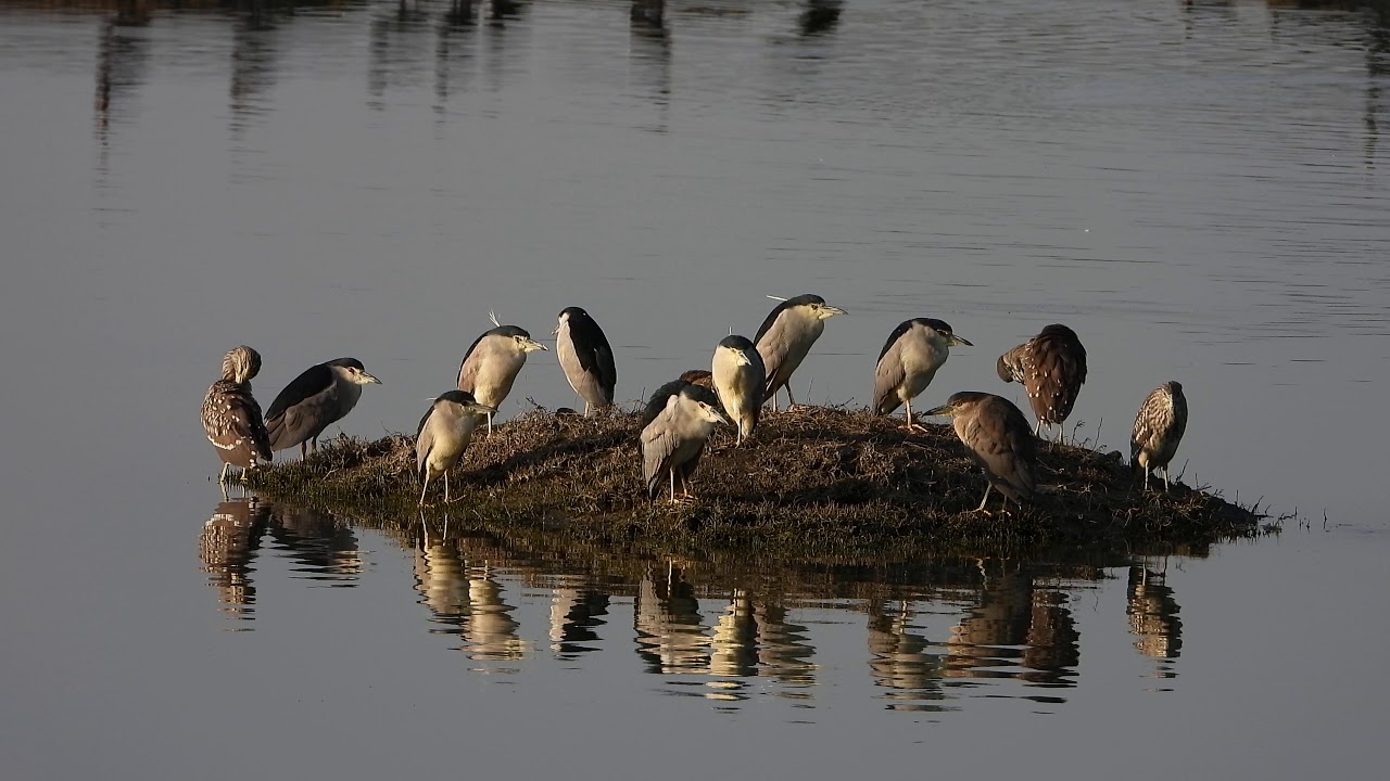 Sun basking - YouTube