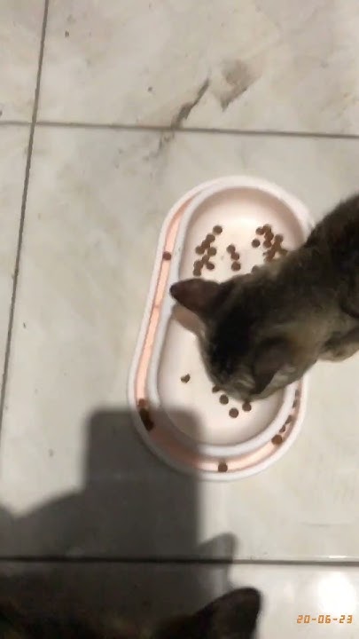 kasih makan kucing jalanan stray cat eps 1 part 1 #cat #straycat #streetfeeding #kucing # ...