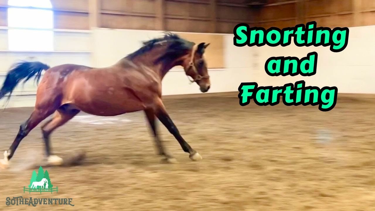 You Won't Believe What This 28-Year-Old Horse Can Do! Is He Really This Active? Snorting ...
