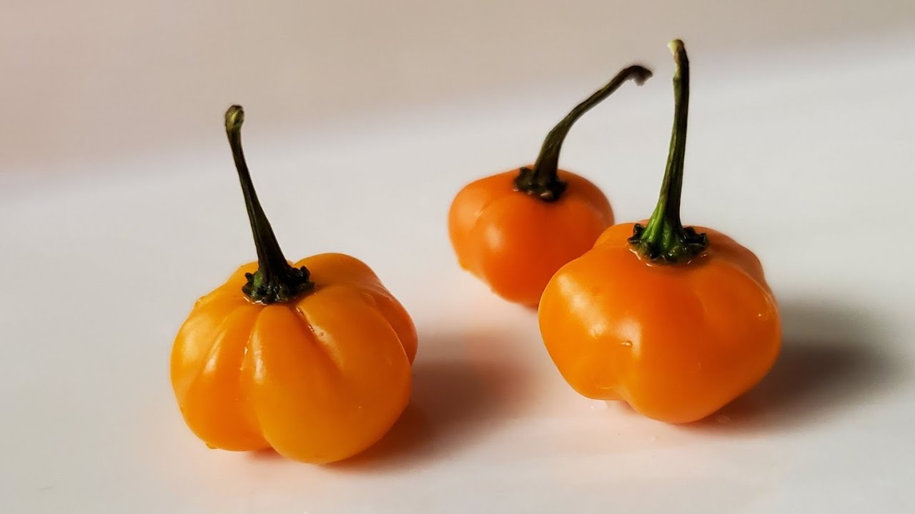 🎃🌶🎃🌶🎃 Pumpkin Pepper 🎃🌶🎃🌶🎃 - YouTube