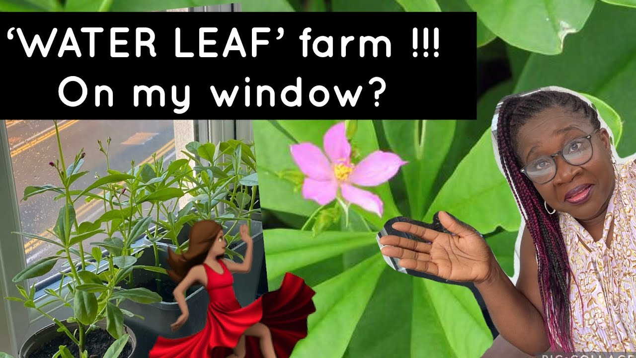 Successfully growing Water leaf on a Sunny Window #AfricanGarden - YouTube