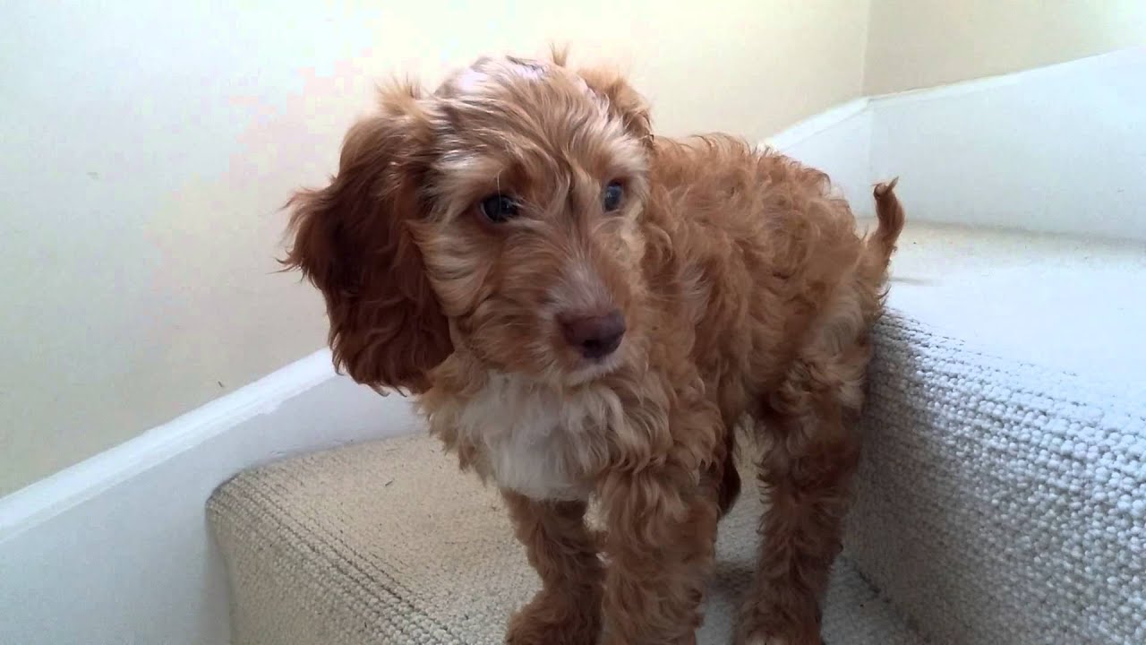 Raphi Cockapoo on the stairs 13 weeks old - YouTube