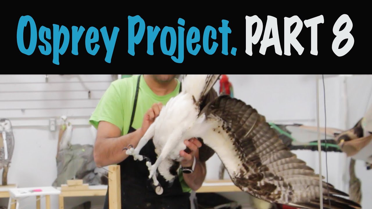 The Osprey project. Tutorial part 8. Temporary attachment, Initial ...