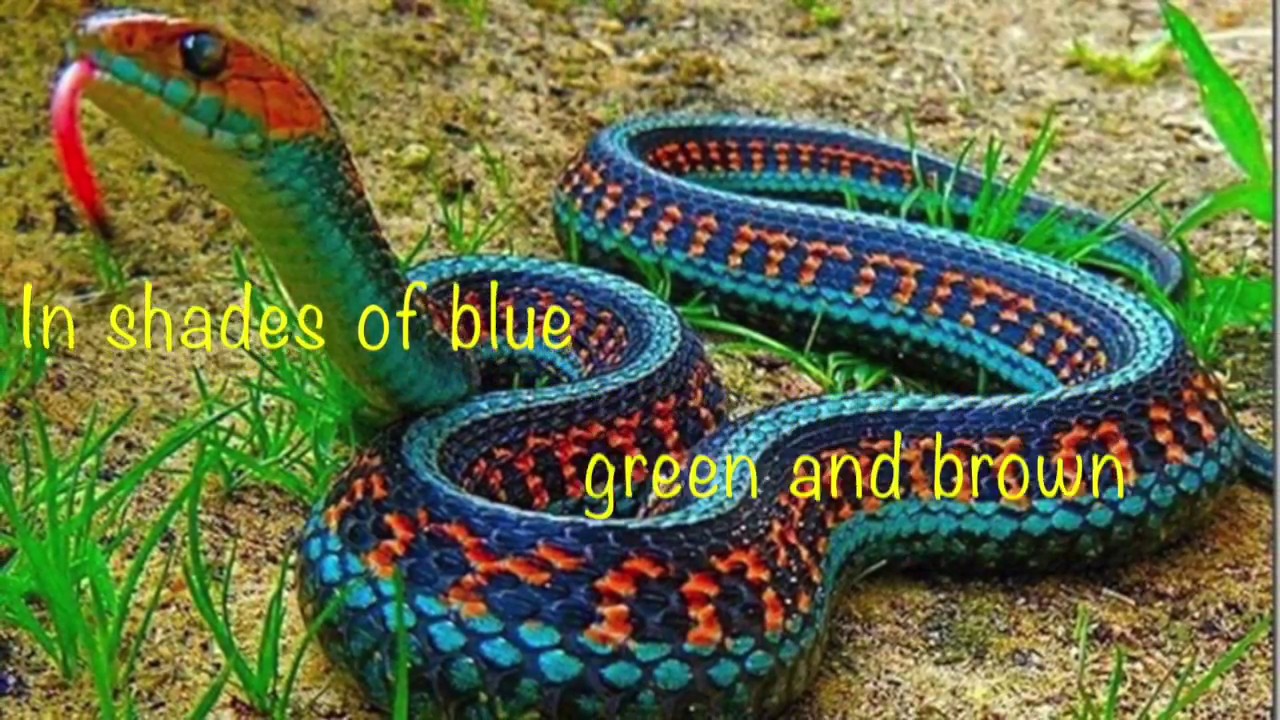 Spiny Bush Viper - YouTube