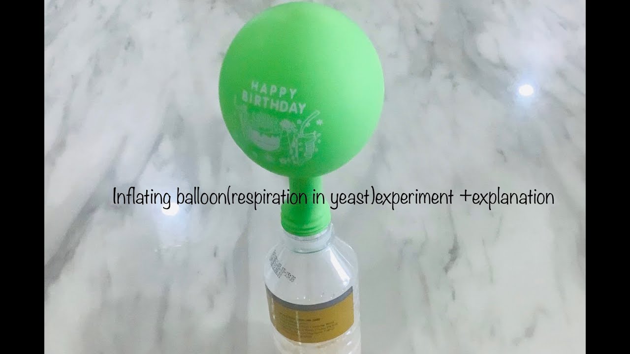 Inflating balloon(respiration in yeast) experiment+explanation - YouTube