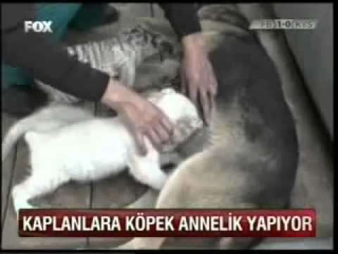 Bebekler İçin Mama Tarifi Ebru Şallı_dan-Bebeklere Mama Tarifleri.mp4