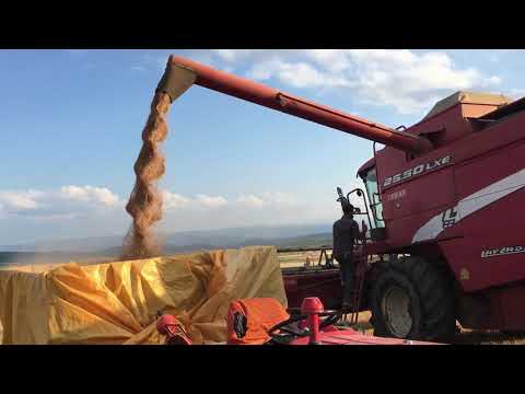 Kastamonu Taşköprü buğday hasat zamanı 🌾🌾