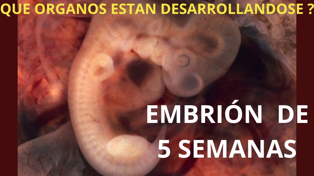 Que IMPORTANCIA tiene la SALUD y BIENESTAR del embrión de 5 SEMANAS ...