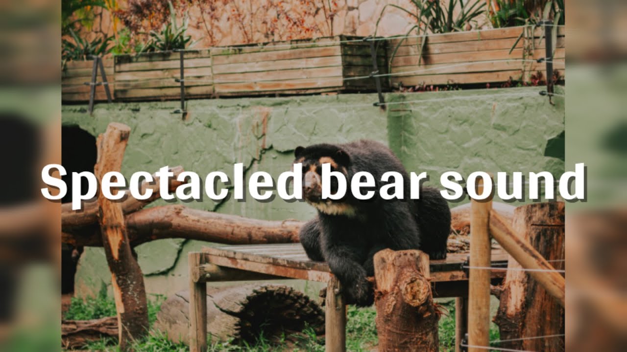 Spectacled bear sound - YouTube