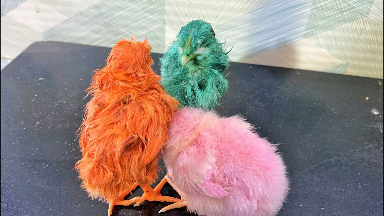 Color Full Cute Chicks - Homemade Incubator hatching - YouTube
