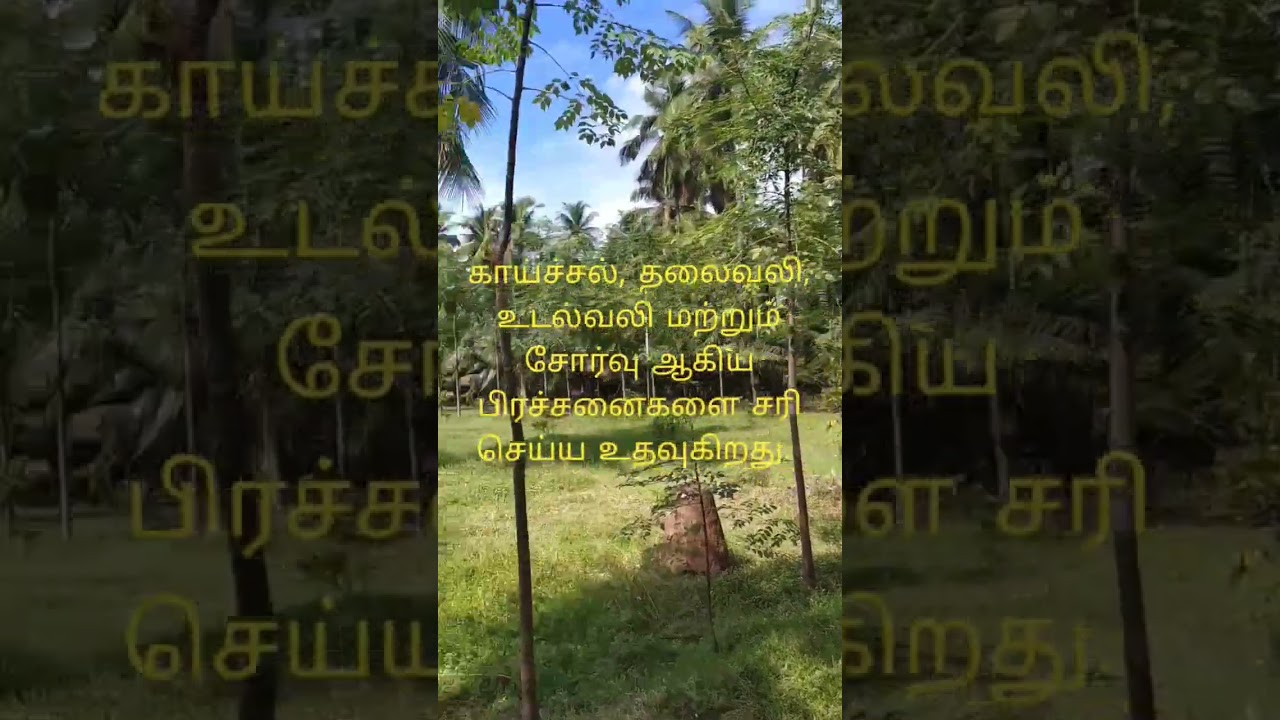 Nilavembu Tree-Green Chirata-King Of Bitter Herbs-Andrographis ...
