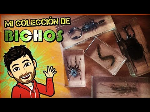 MI COLECCIÓN DE INSECTOS DE NATIONAL GEOGRAPHIC - YouTube