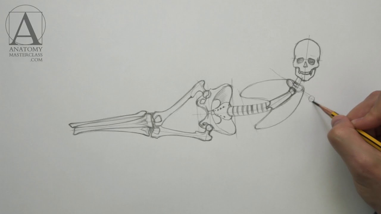 Anatomy of the Body - Anatomy Lesson for Artists - YouTube