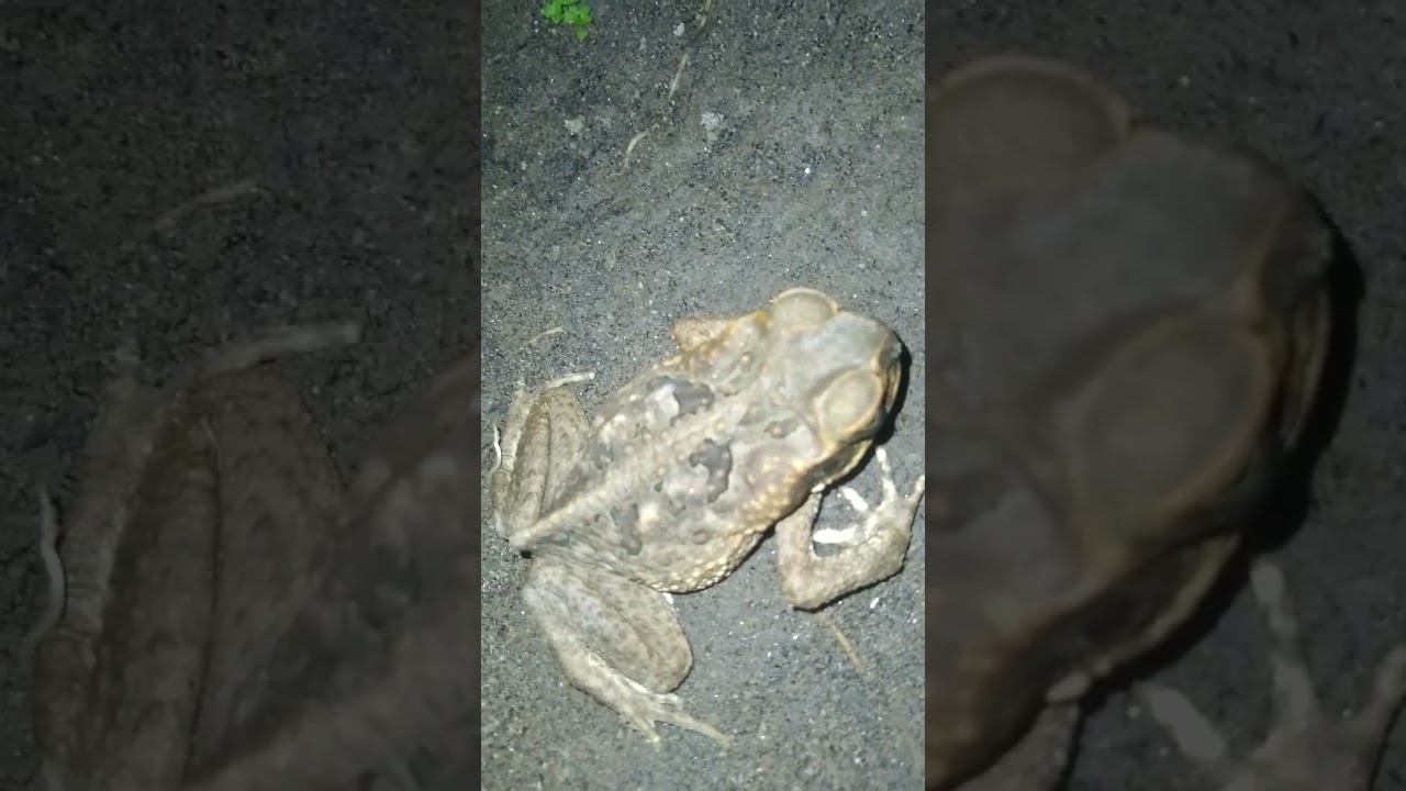 #ASMR/PHILIPPINE BULLFROG#frog - YouTube
