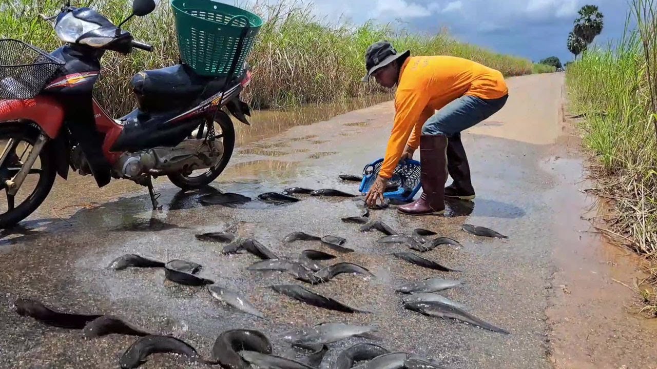 Top unique fishing , best hand fishing - catching a lot of fish back ...