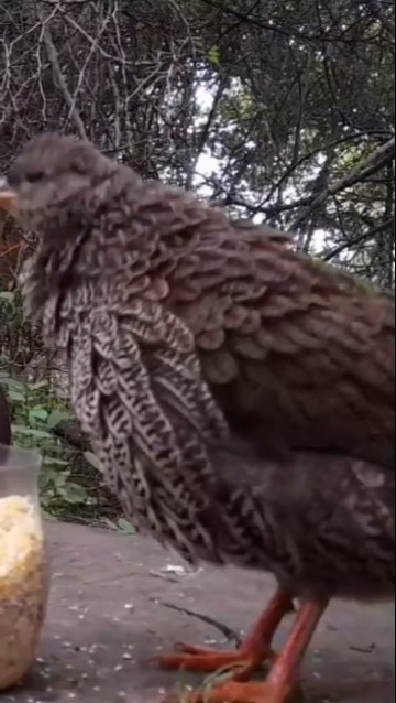 Sounds of bird shaking off dust #birds #wildlife #animals - YouTube