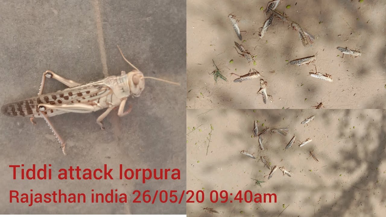 Tiddi attack - YouTube