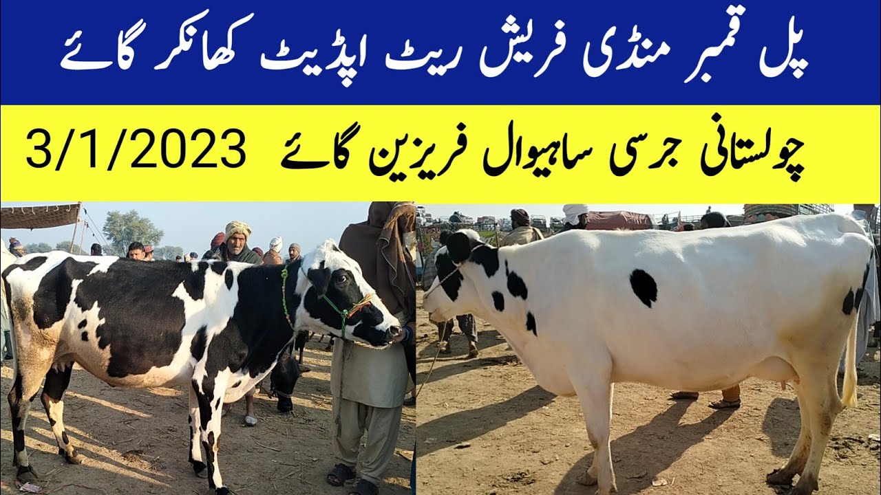 HF Khangar Cow rate update part 2 in pul qambar mandi (animal pk ...