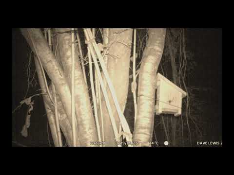 Hazel dormouse camera trap footage - YouTube