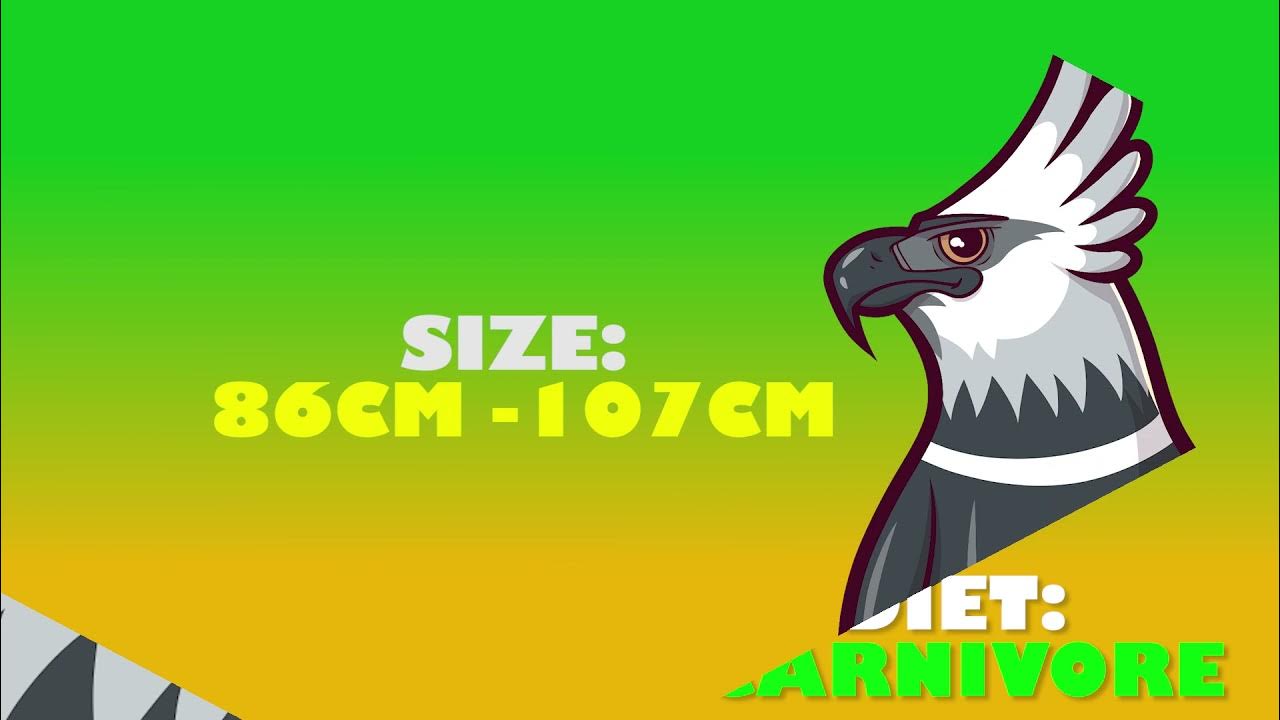 Friends of Rio - Amazon Rainforest Learning Series - Harpy Eagle - YouTube