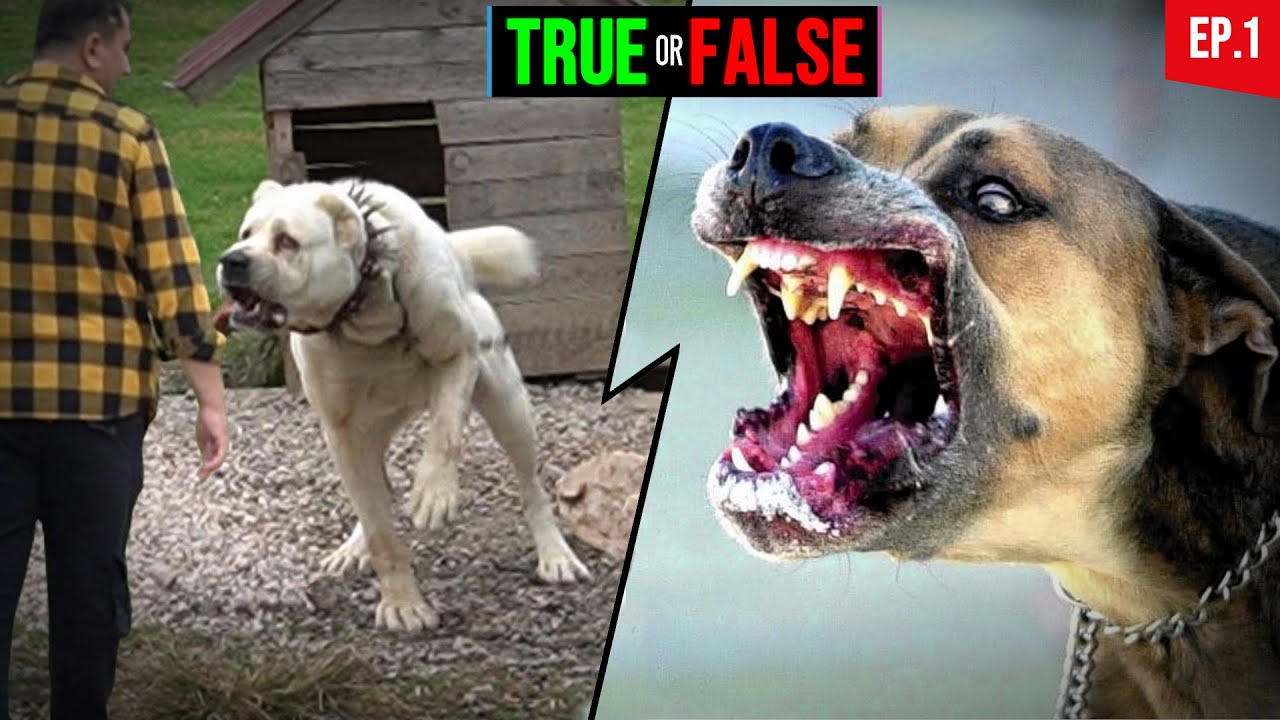 Dog Facts You Might Take For Granted - True or False Ep.1 - YouTube