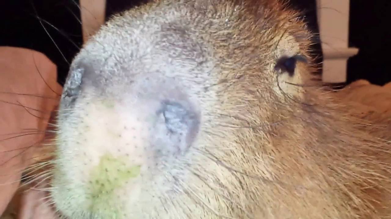 CHICO WORLD'S MOST FAMOUS CAPYBARA LOVES BELLY RUB - YouTube