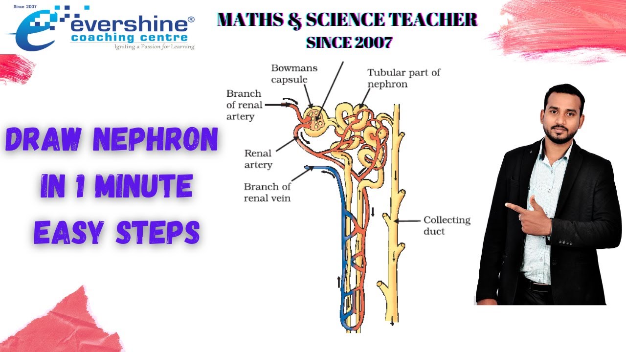 How To Draw Nephron Diagram Easily Shah Sir Classes YouTube how-to-draw-nephron-diagram-easily-shah-sir-classes-youtube