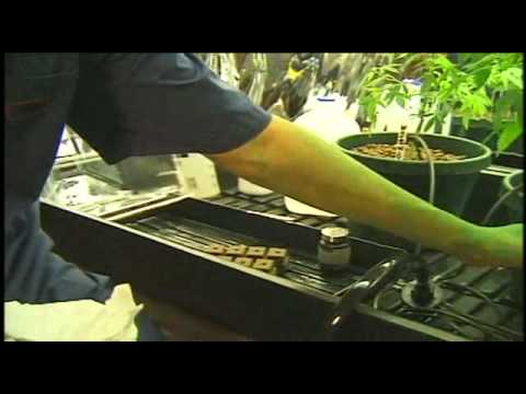 I Grow Chronic! Cannabis Hydro Cultivation - YouTube