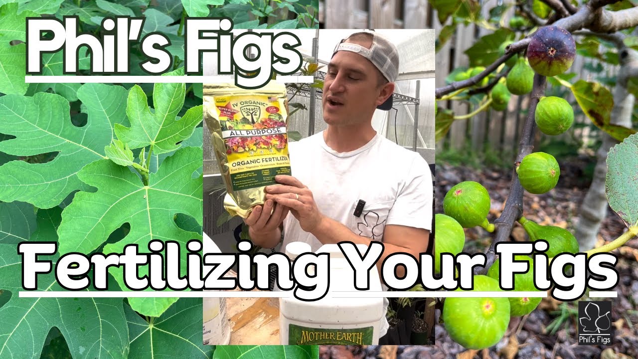 Keep It Simple, Fertilizing A Fig Tree In Spring - YouTube