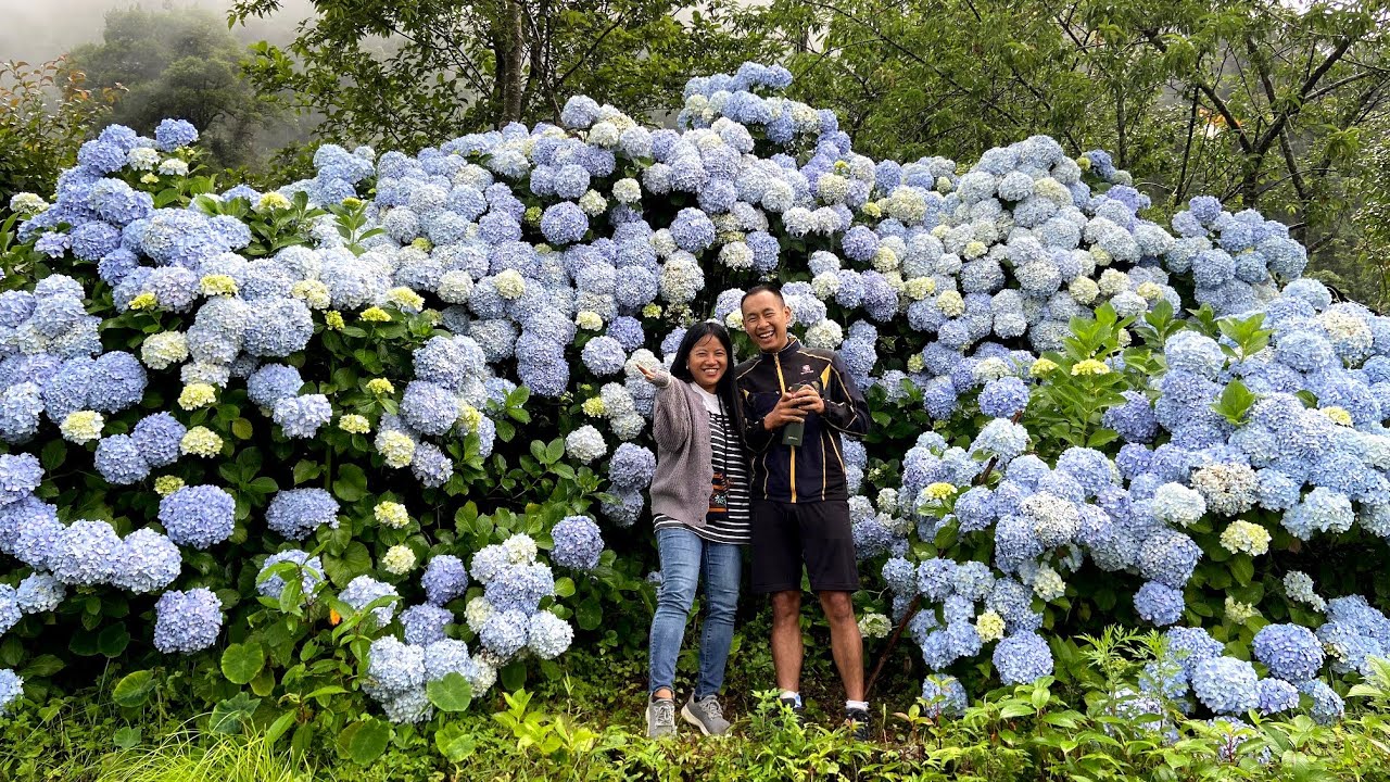 Trekking to Beautiful Hydrangea fields with Assamese Girls/Dancers ...