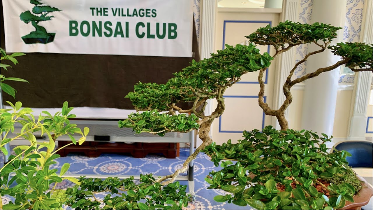 Check Out This Awesome Bonsai Show In The Villages! | Bonsai Club - YouTube