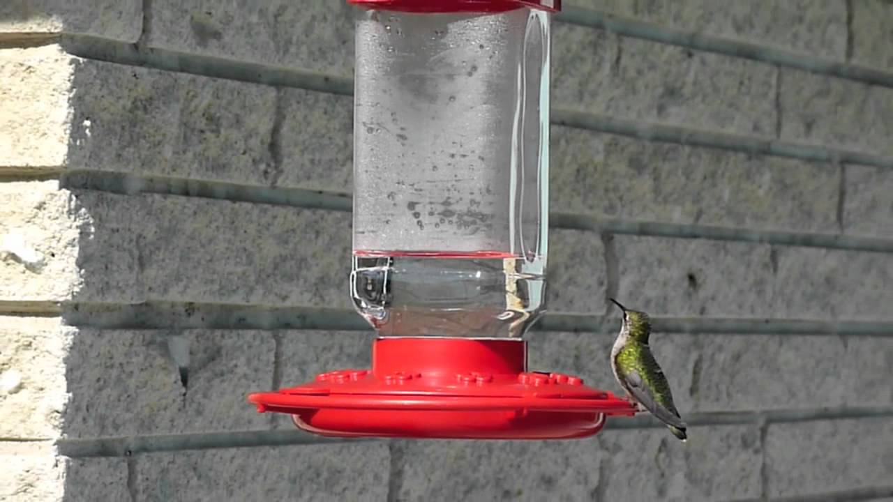 2011-09 rufous-Allen hummingbird McAllen Texas - YouTube
