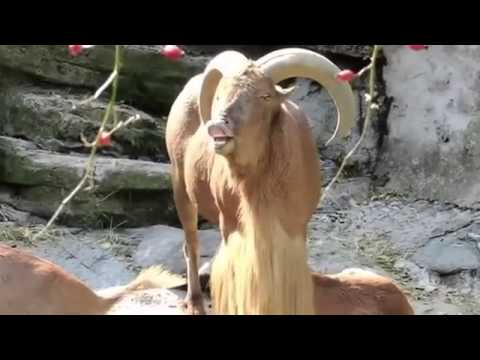 Goat yelling like man - YouTube