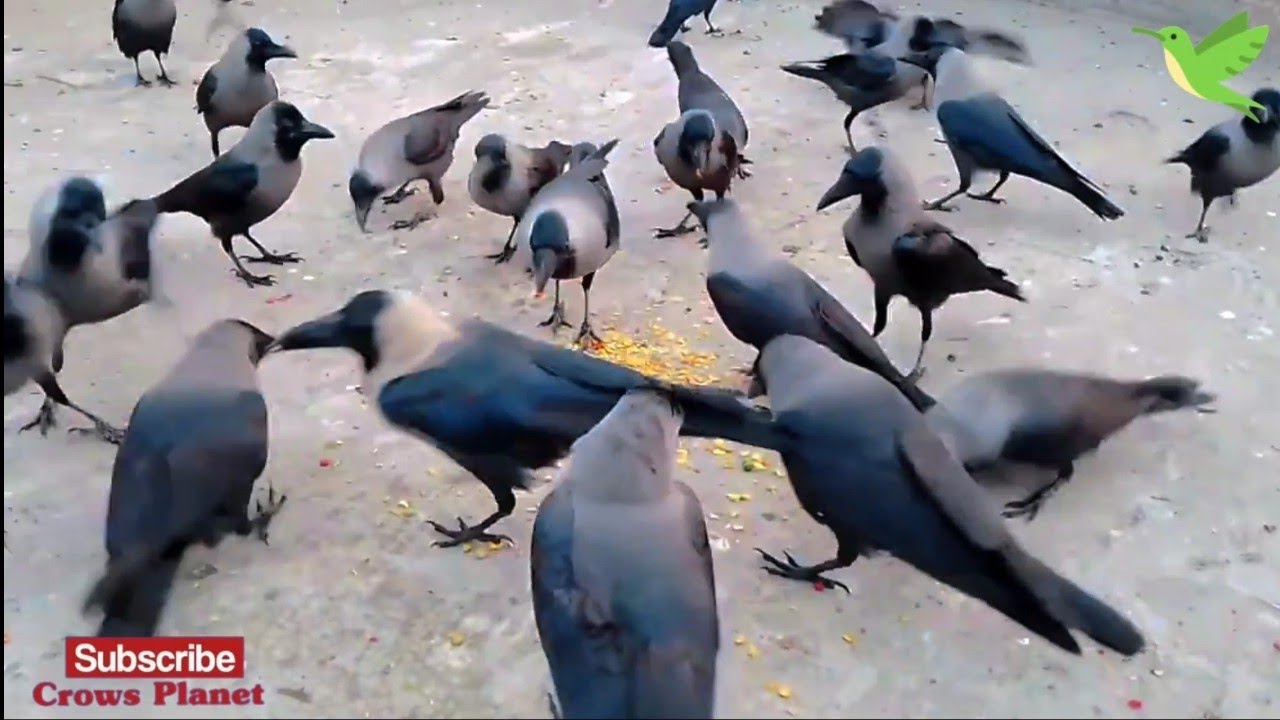 The attacking crows make wonderful moments | Incredible crows world ...